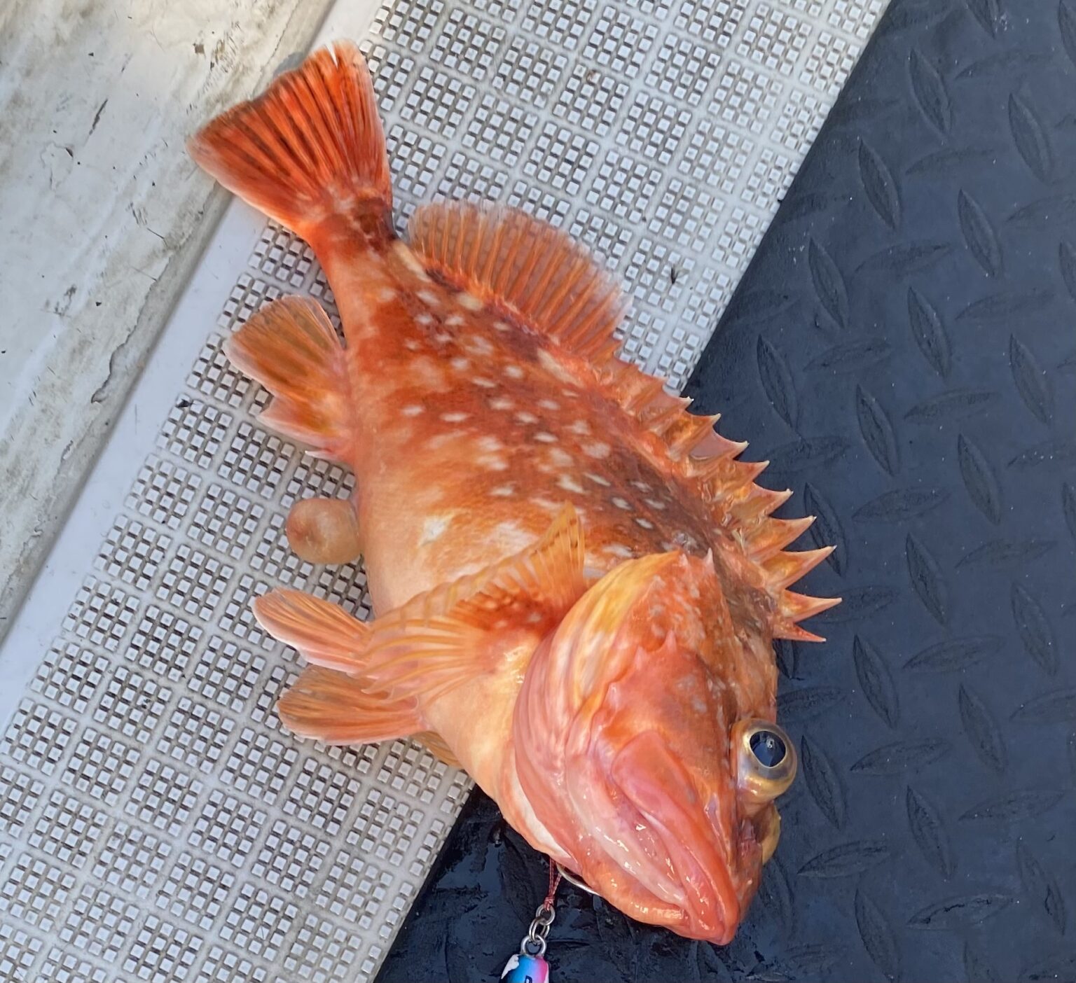 ウッカリカサゴ名前の由来は？まずいの？おいしいレシピを徹底解説！ | GIJIE専科- SUPER